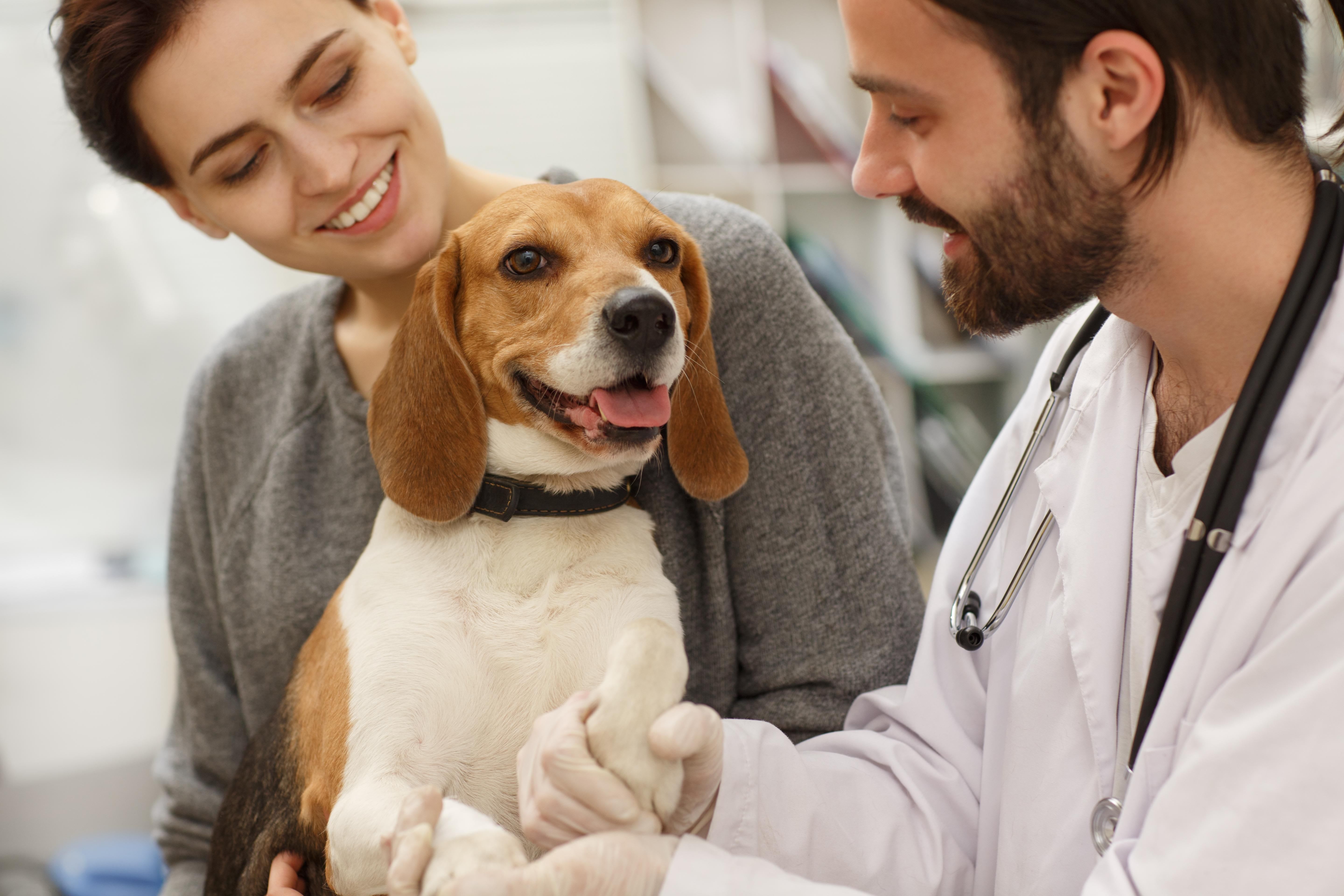 Why Study Veterinary Medicine Why Study Veterinary Medicine