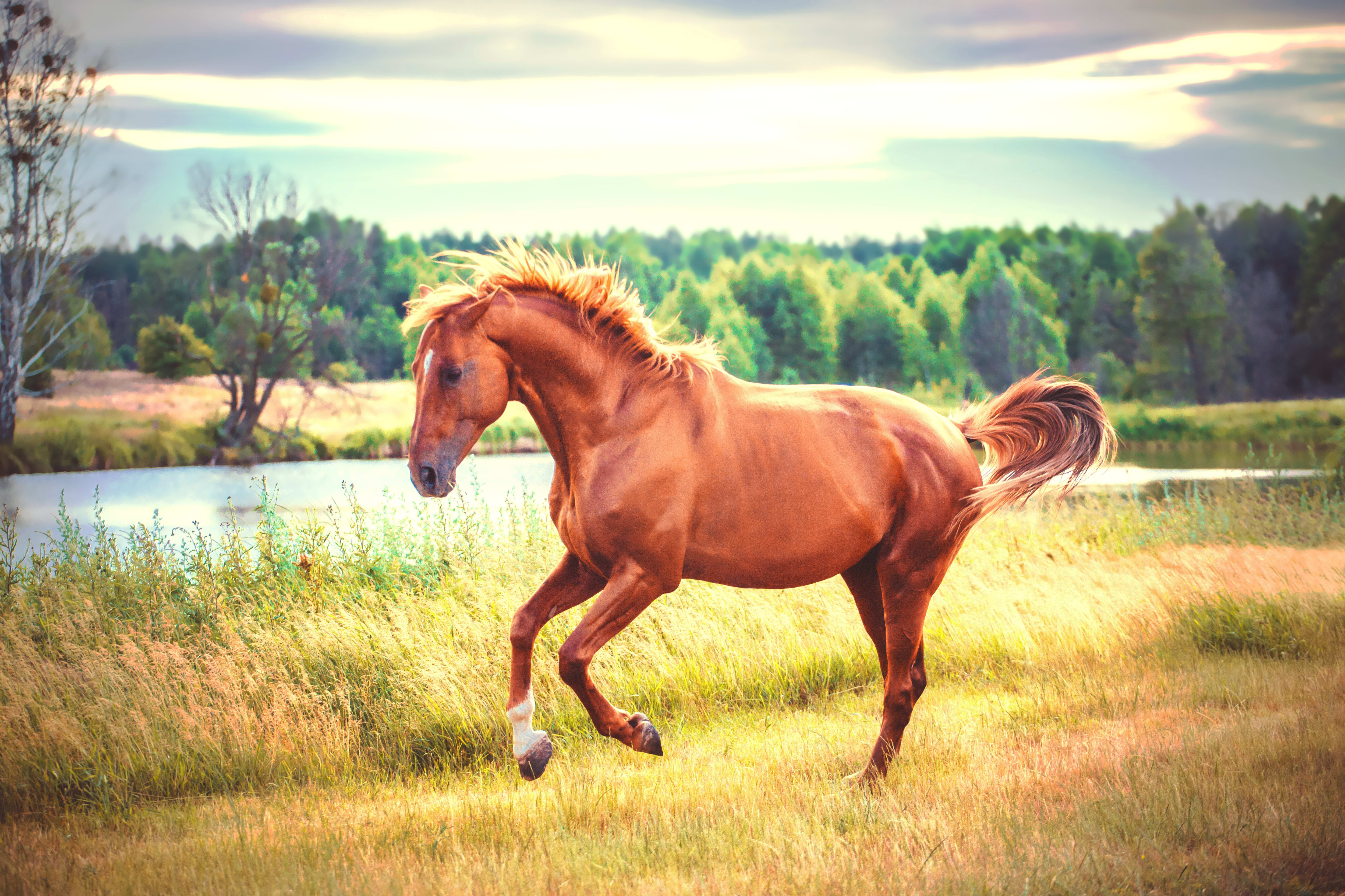 32 Equine Science Degree Programs in Europe - Study Abroad | educations.com